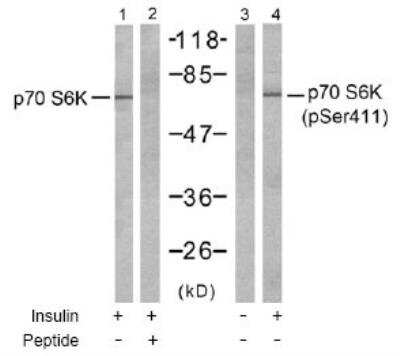 p70 S6 Kinase/S6K [p Ser411] Antibody (NB100-82120): Novus Biologicals